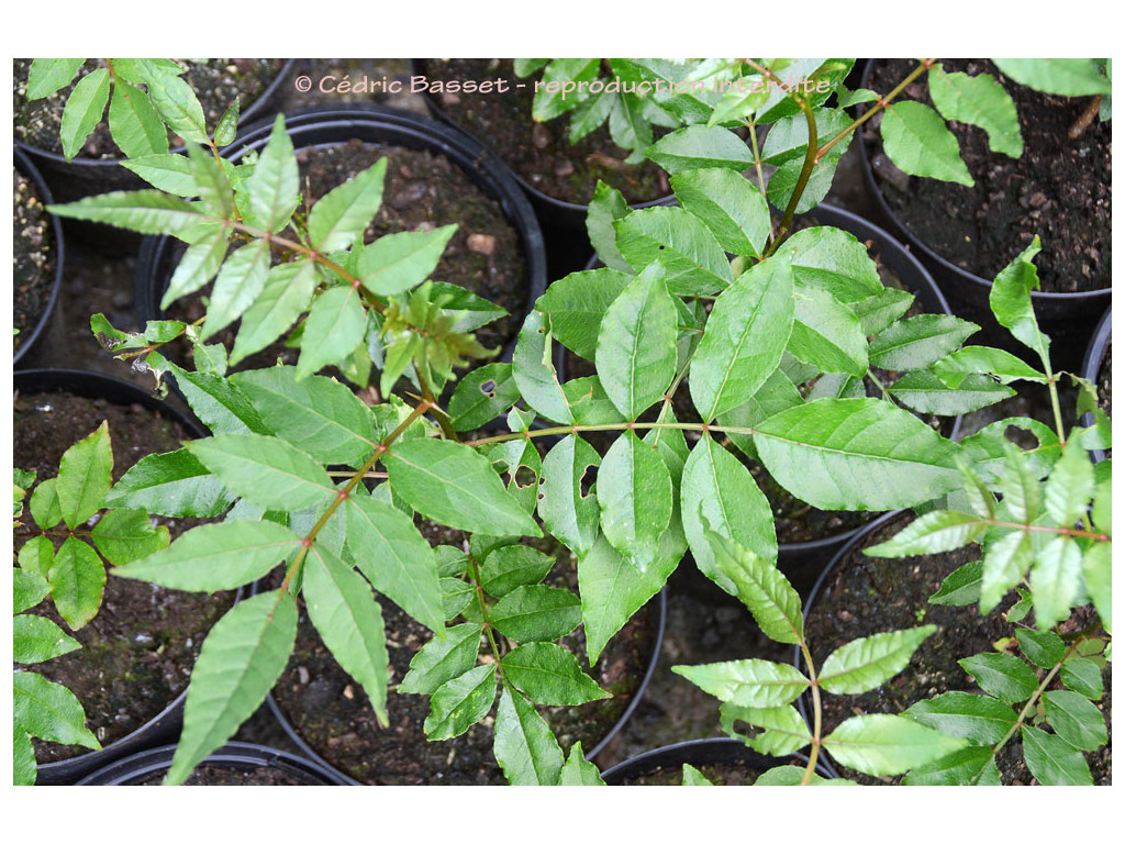 ZANTHOXYLUM AMERICANUM - poivre américain