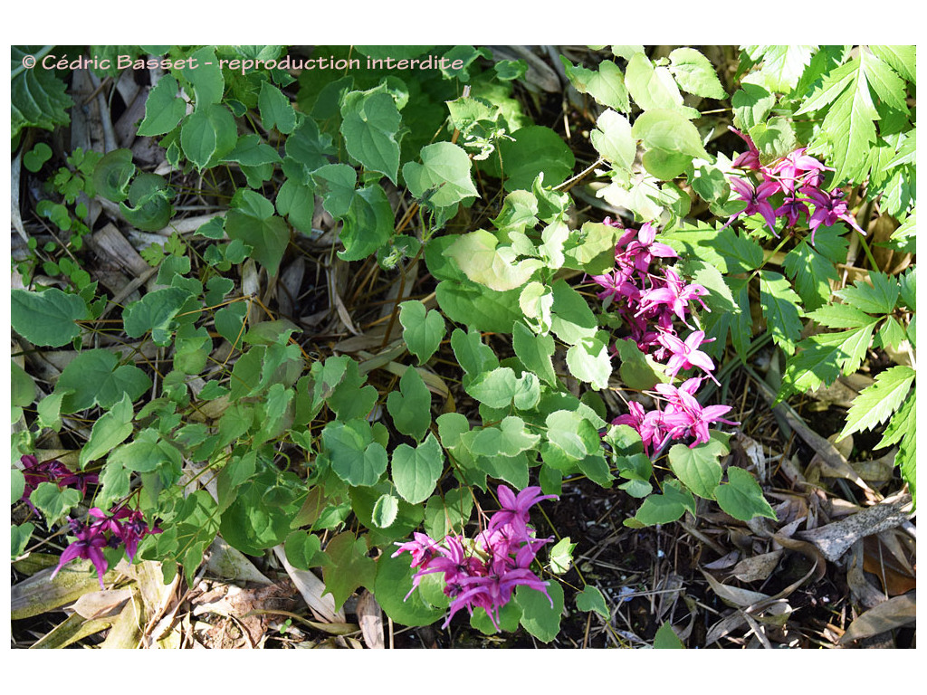 EPIMEDIUM GRANDIFLORUM 'YUBAE VARIEGATA'