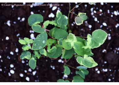 EPIMEDIUM GRANDIFLORUM 'YUBAE VARIEGATA'