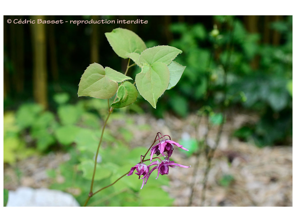EPIMEDIUM GRANDIFLORUM 'YUBAE VARIEGATA'