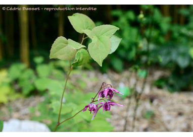 EPIMEDIUM GRANDIFLORUM 'YUBAE VARIEGATA'