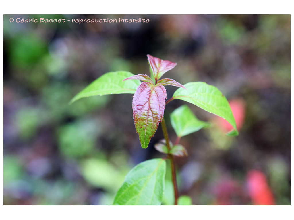 VIBURNUM FOETIDUM RECTANGULARE CBTW