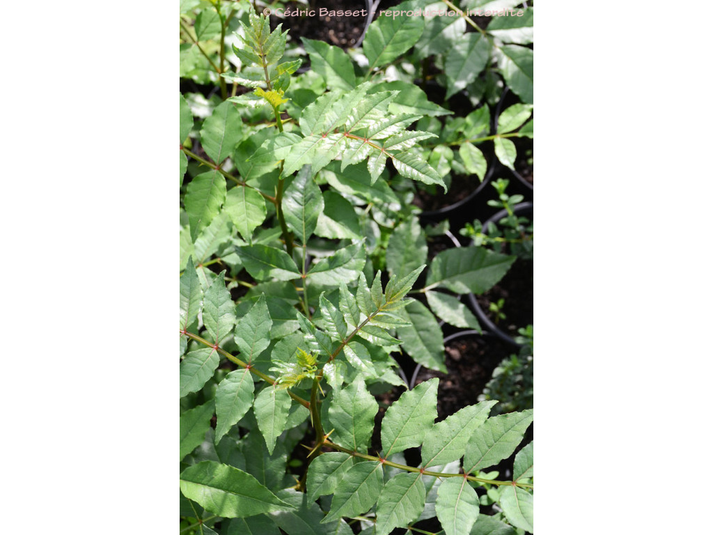 ZANTHOXYLUM AMERICANUM - poivre américain