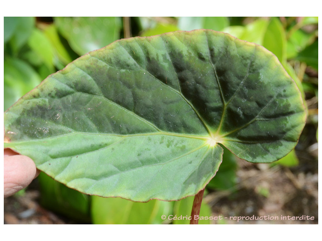 BEGONIA BURKILLII